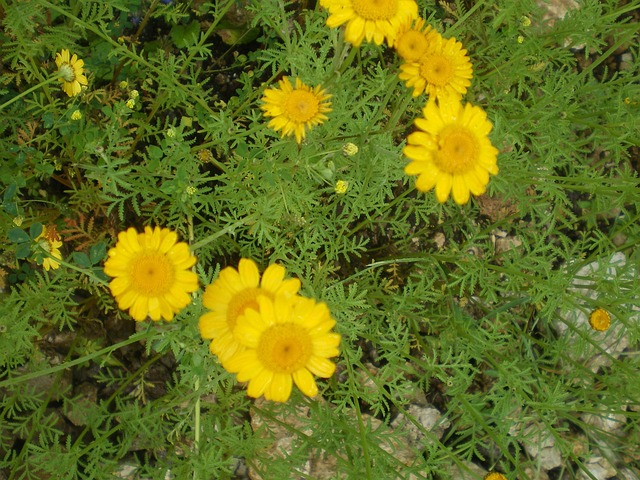 Flores Amarelas Campo Flor Amarela - Foto gratuita no Pixabay