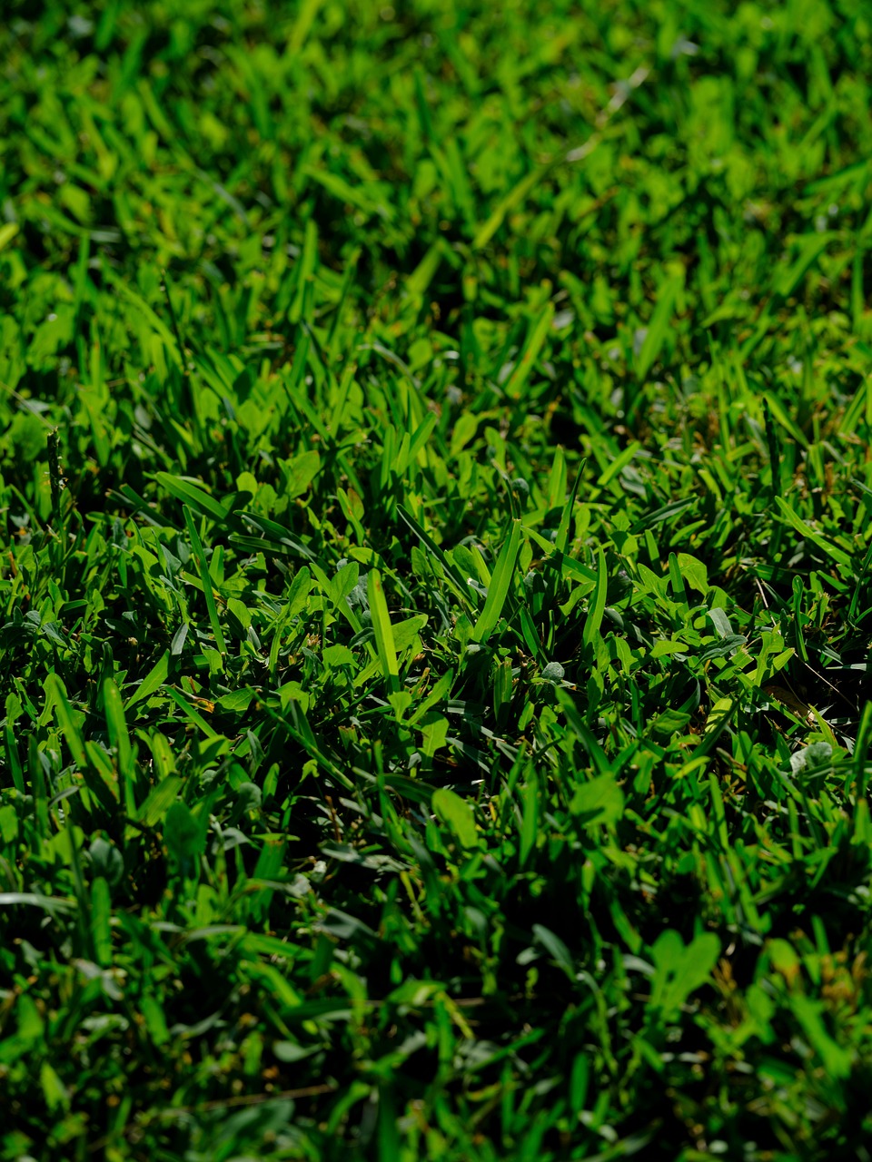 Grass Weed Field - Free photo on Pixabay - Pixabay
