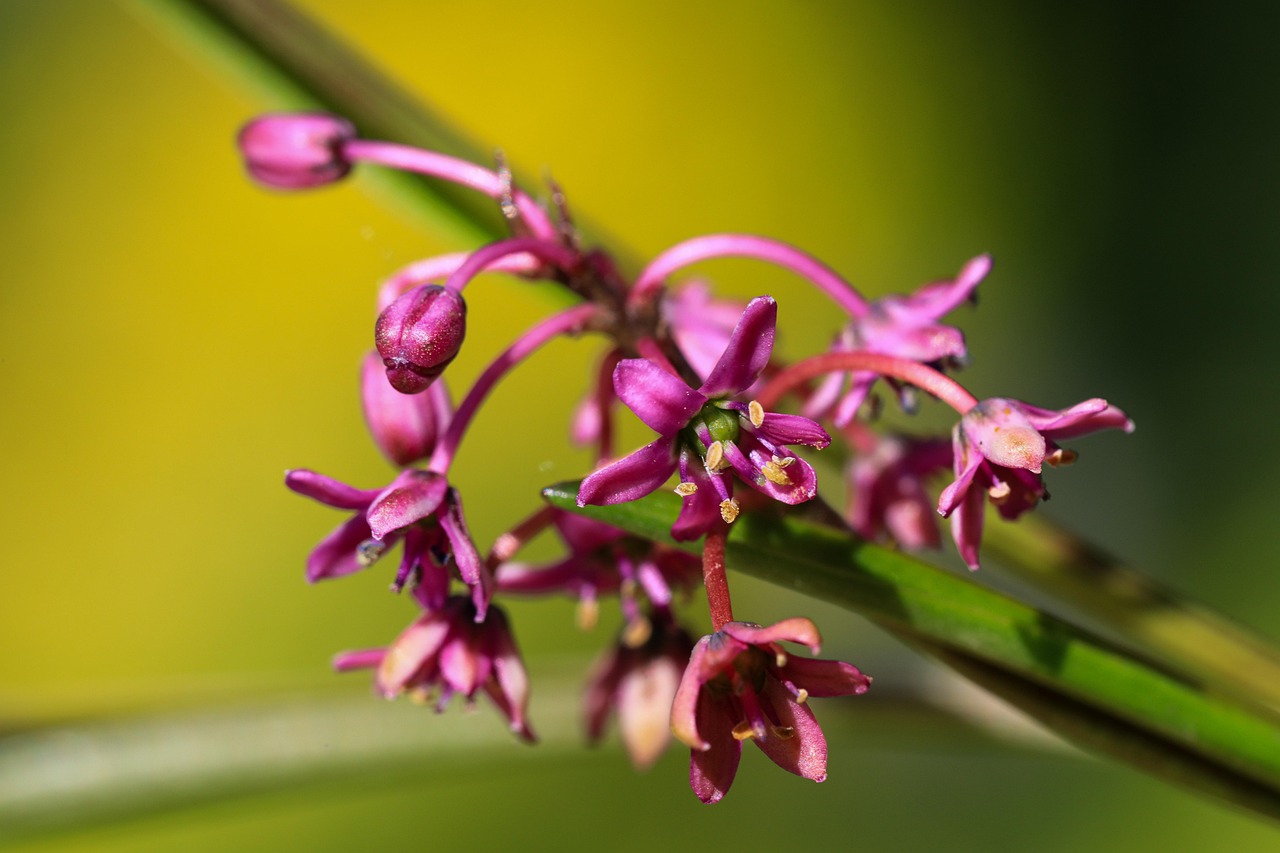 Blumen Pinke Coopers - Kostenloses Foto auf Pixabay - Pixabay