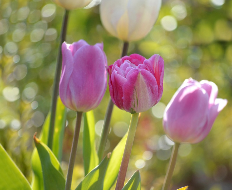 Tulips Spring Flowers Garden - Free photo on Pixabay