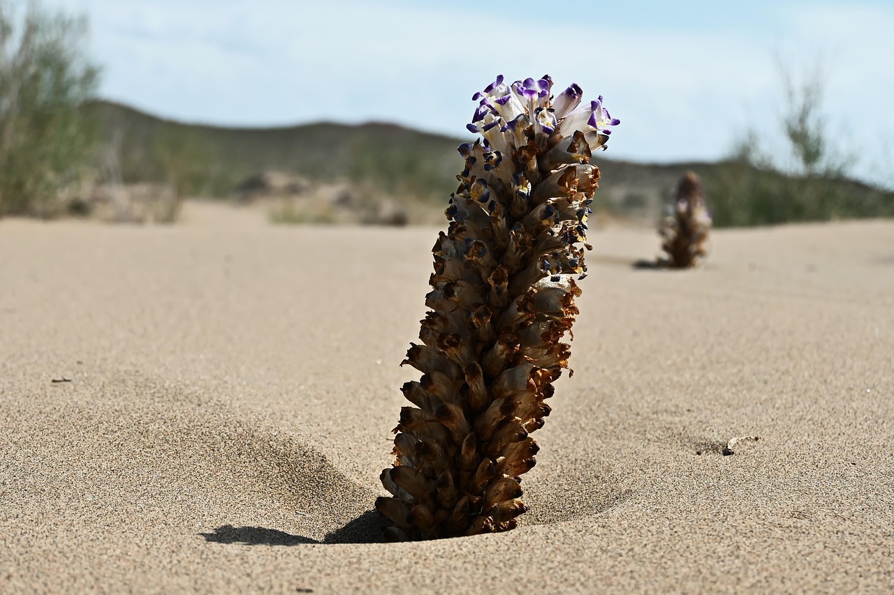 Plantas De Arena Del Desierto Desierto Del Sahara: Un Estudio Reveló