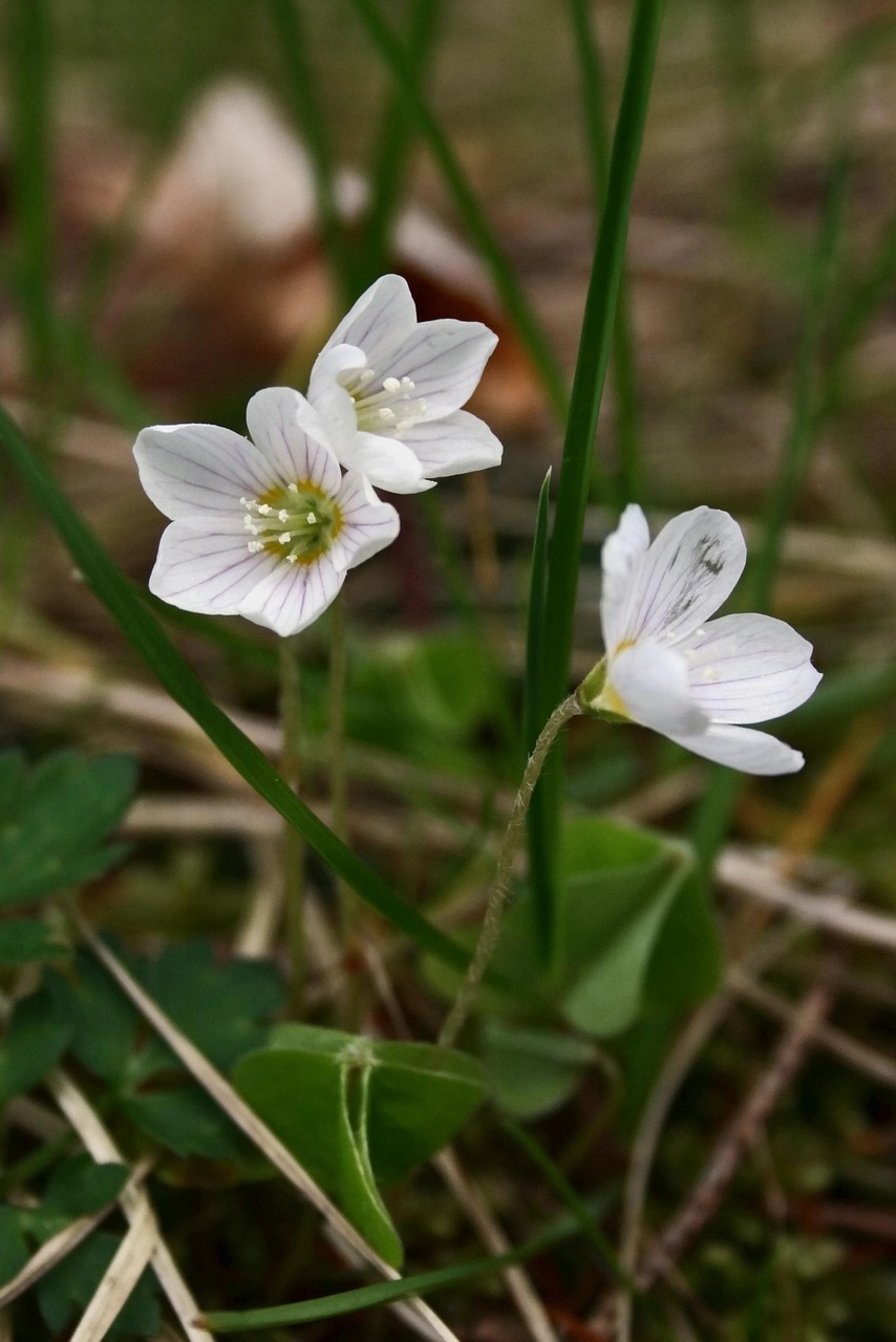 Wildpflanze Blumen Weiße - Kostenloses Foto auf Pixabay - Pixabay