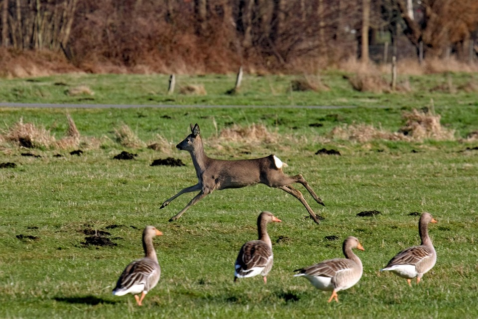 La Nature Animaux Sauvage - Photo gratuite sur Pixabay