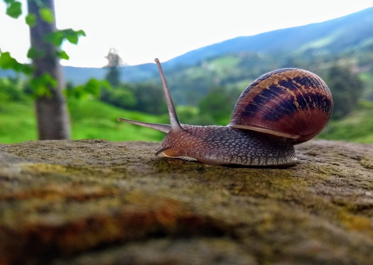 Escargot Mollusque Gastéropode - Photo gratuite sur Pixabay - Pixabay