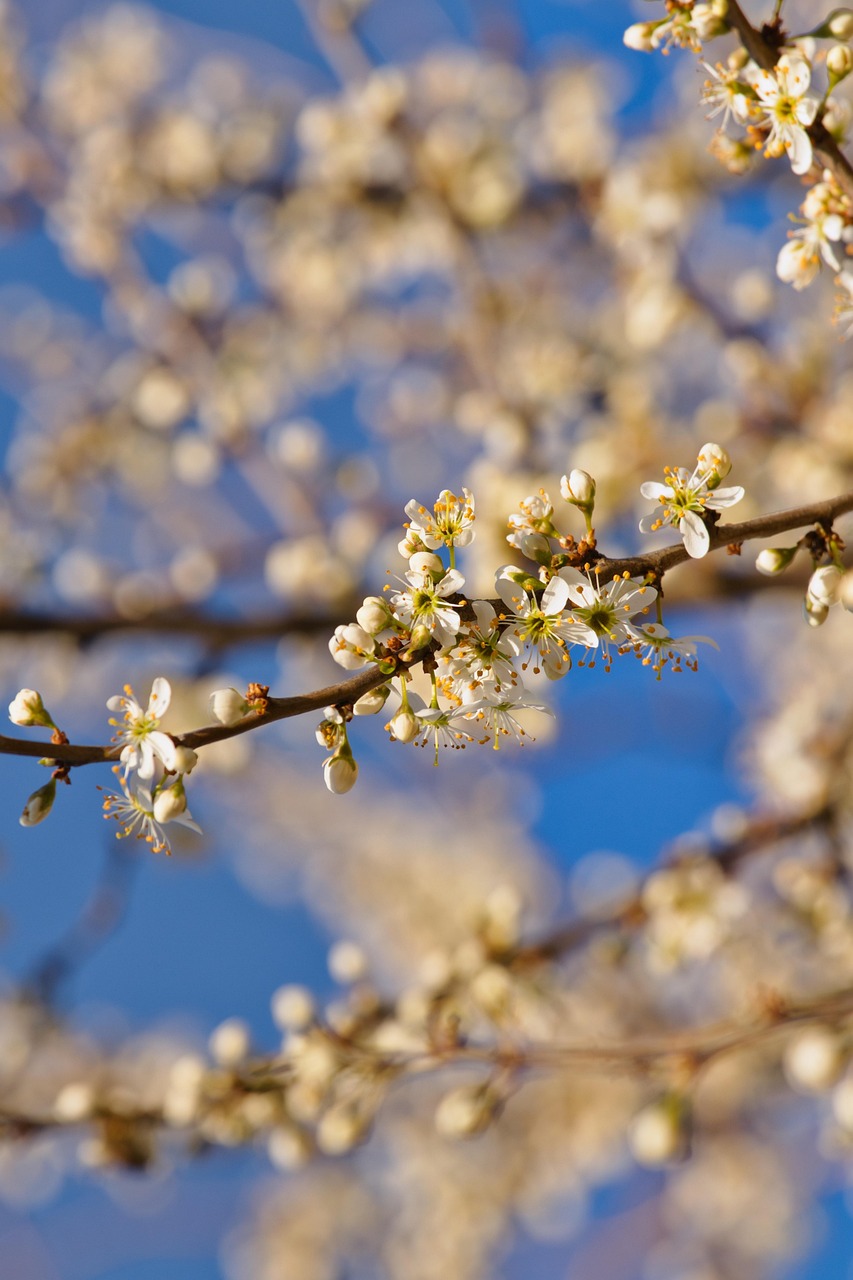 3+ Free Wallpaper Himmel & Himmel Images - Pixabay