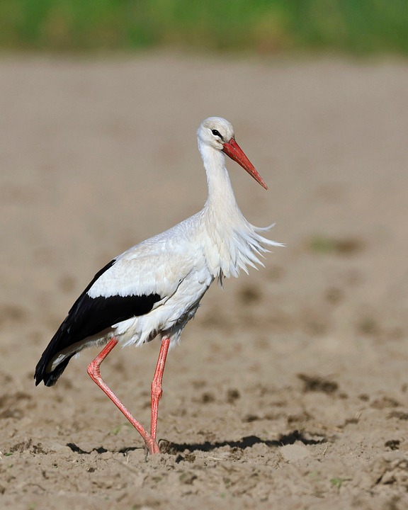 Stork Bird Animal White - Free photo on Pixabay - Pixabay