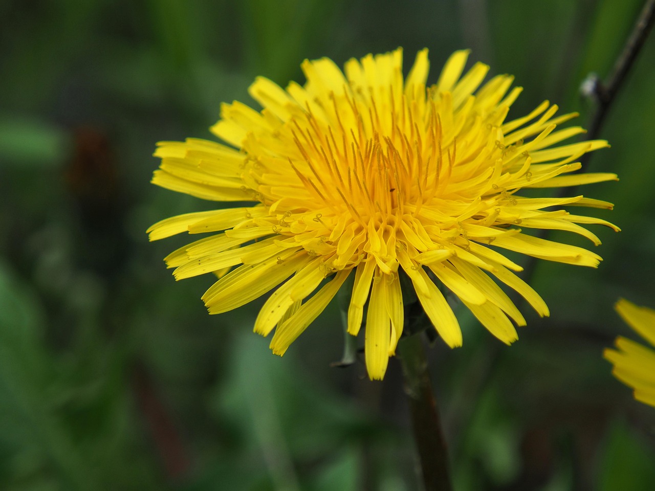 Dandelion Flower Spring - Free photo on Pixabay - Pixabay