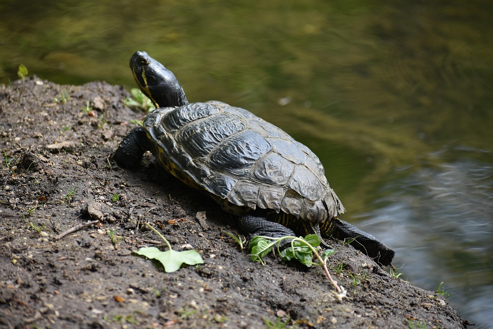 Tortoise Forest - Free photo on Pixabay