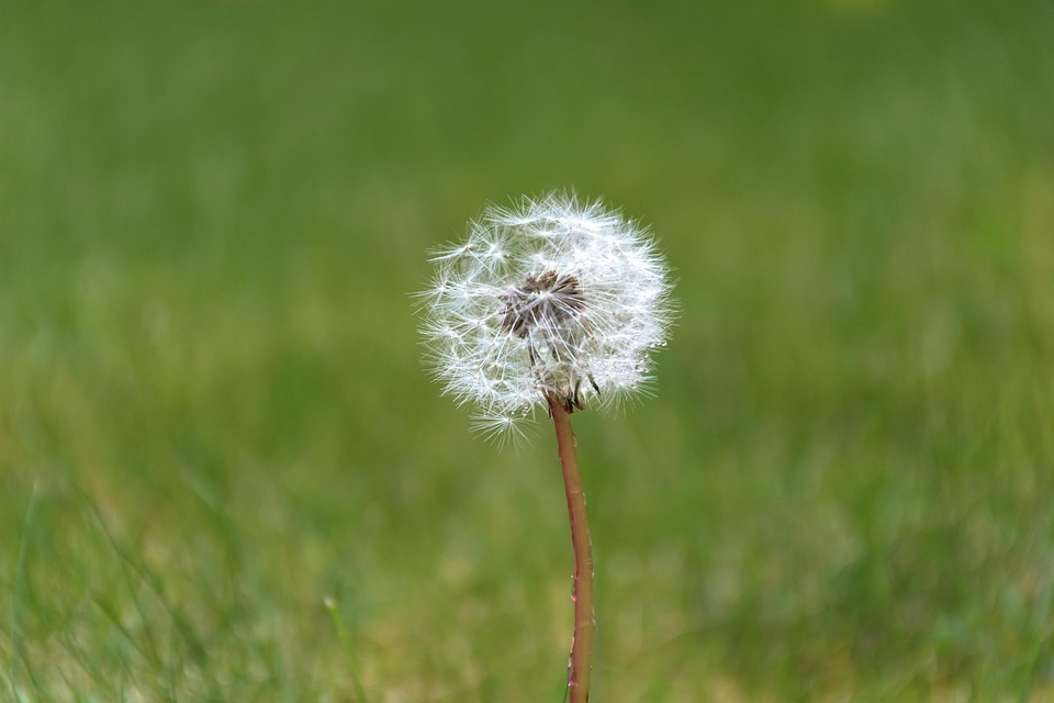 Dandelion Nature Green - Free photo on Pixabay