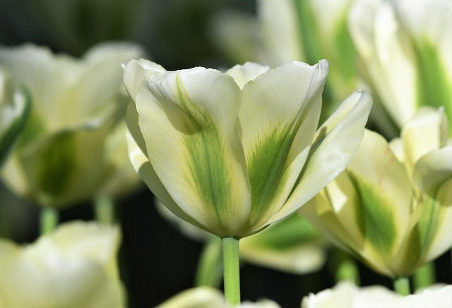 Flower Tulip Botany - Free photo on Pixabay