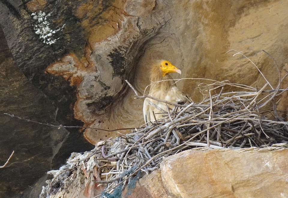Burung Bangkai - Foto gratis di Pixabay - Pixabay