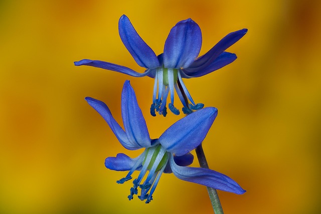 Flower Blossom Bloom Close - Free photo on Pixabay