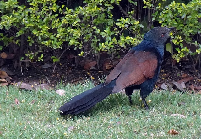 Oiseau Grand Coucal Faisan De Crow - Photo gratuite sur Pixabay - Pixabay