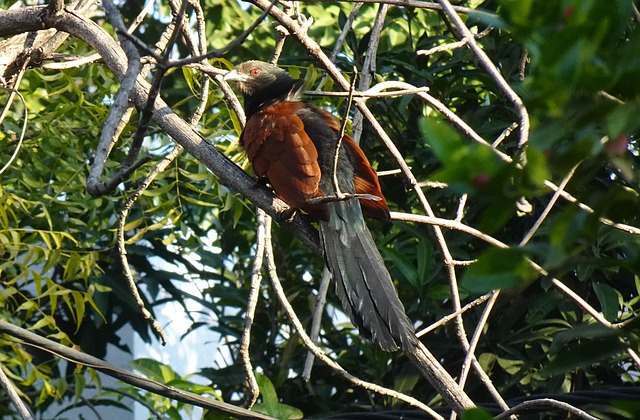 Oiseau Grand Coucal Faisan De Crow - Photo gratuite sur Pixabay - Pixabay