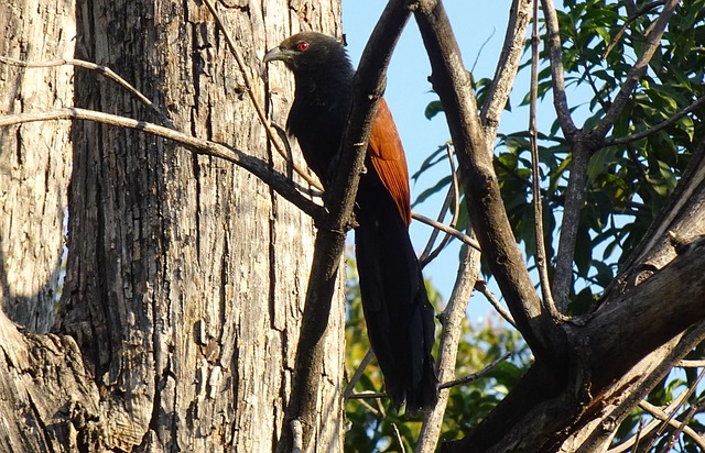 Oiseau Grand Coucal Faisan De Crow - Photo gratuite sur Pixabay - Pixabay