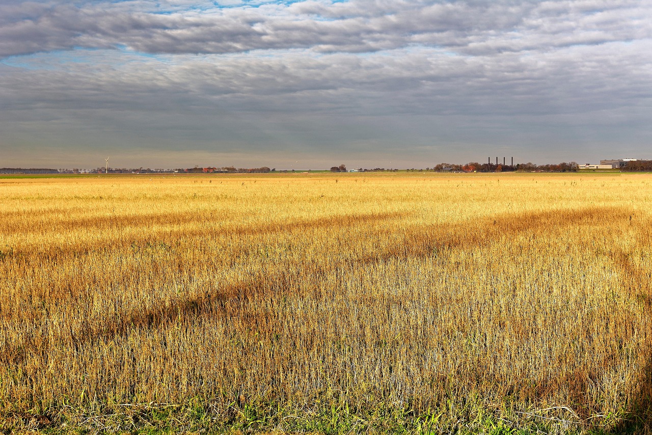 Field Grain Clouds - Free photo on Pixabay - Pixabay