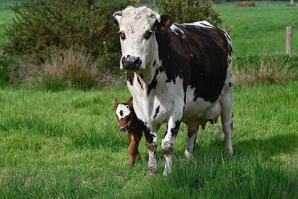 Norman Cow Calf Mother And Her - Free photo on Pixabay - Pixabay