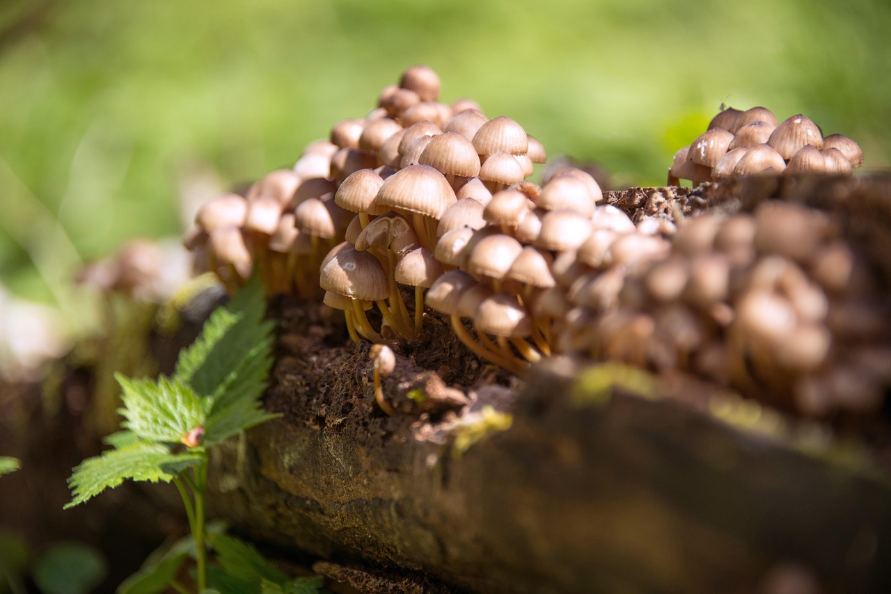 Mushrooms Winter Helmling Forest - Free photo on Pixabay