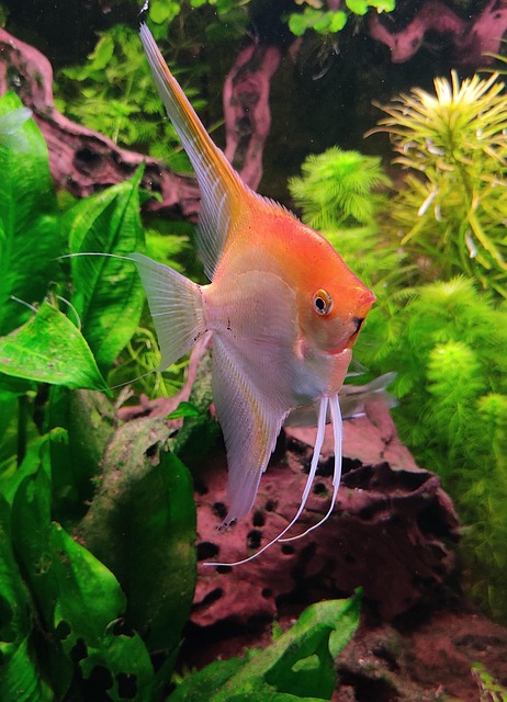 Fische Skalar Aquarium - Kostenloses Foto auf Pixabay