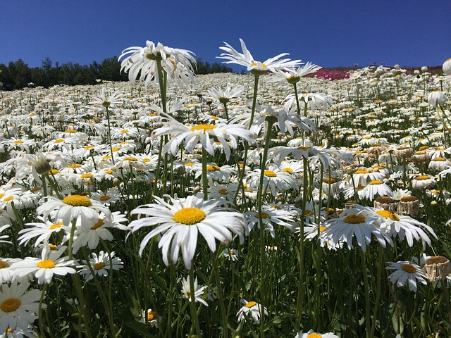 Fleurs Sur Le Terrain Prairie Fond - Photo gratuite sur Pixabay - Pixabay