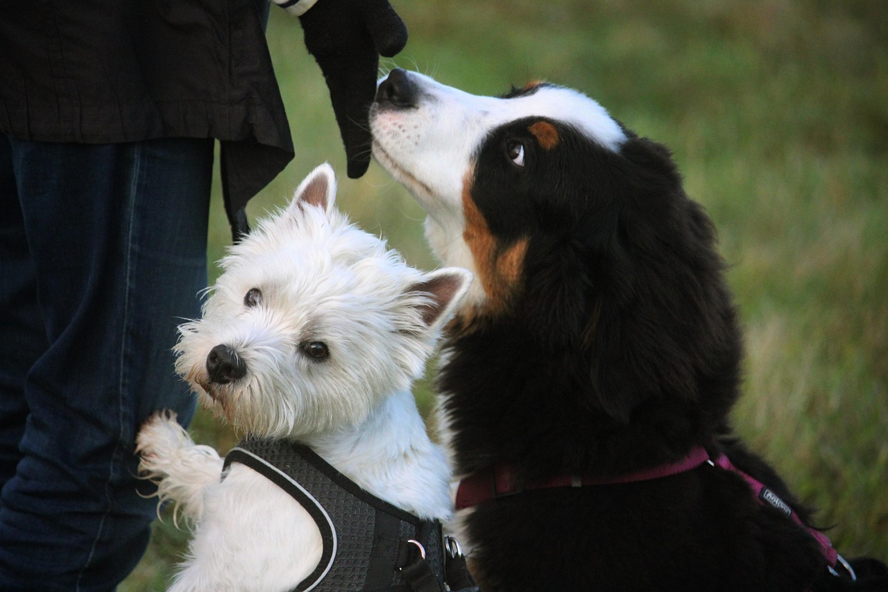 Dog Pet Mammal - Free photo on Pixabay - Pixabay