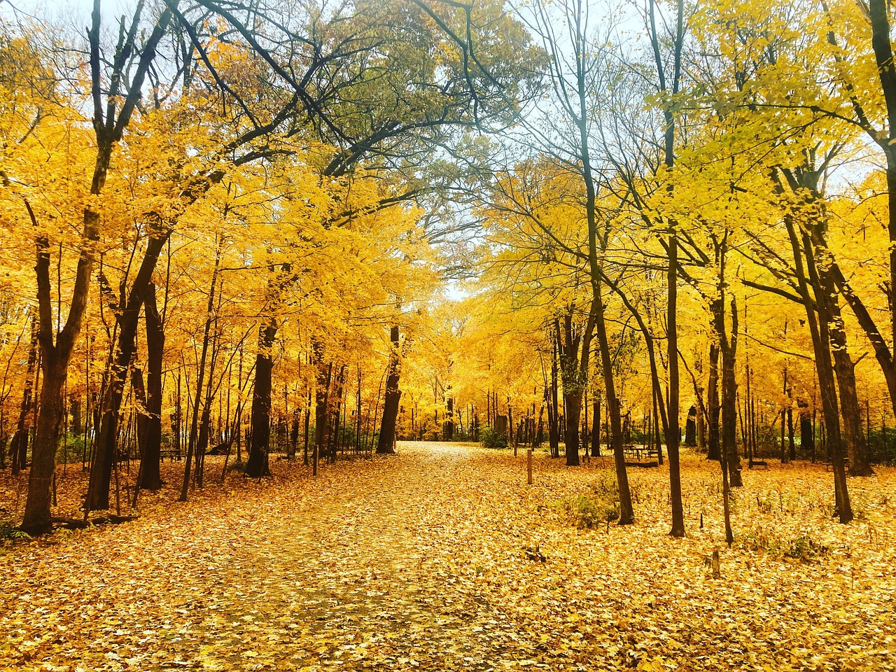 Trees Park Fall - Free photo on Pixabay