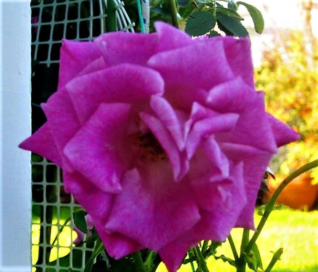 Violet Rose Fleur La - Photo gratuite sur Pixabay - Pixabay