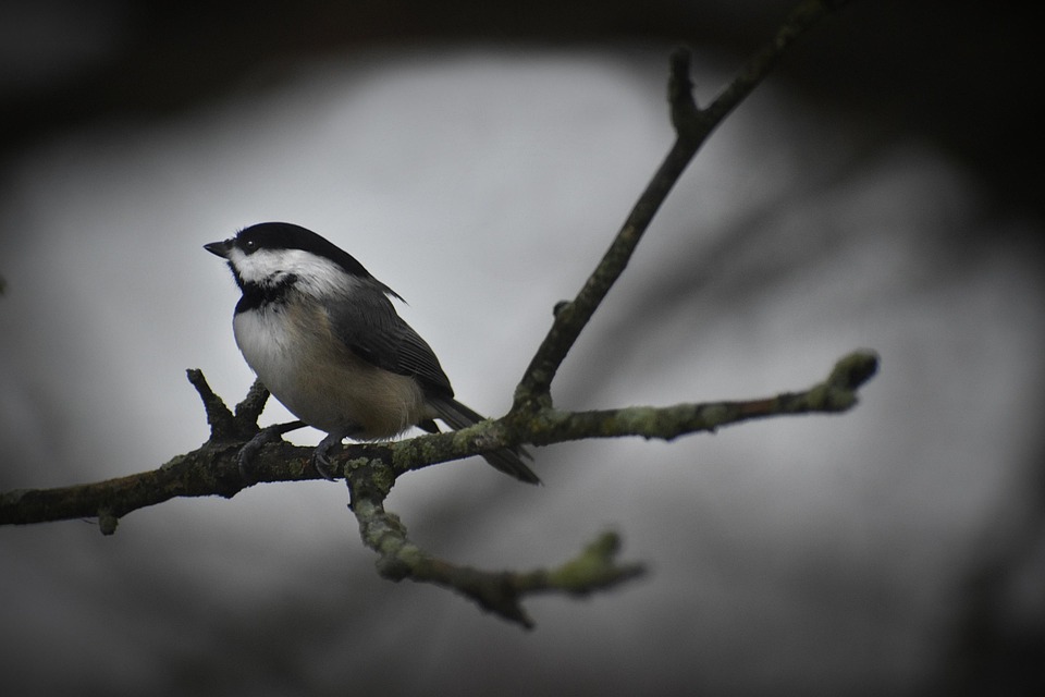 Black-Capped Chickadee Backyard - Free photo on Pixabay