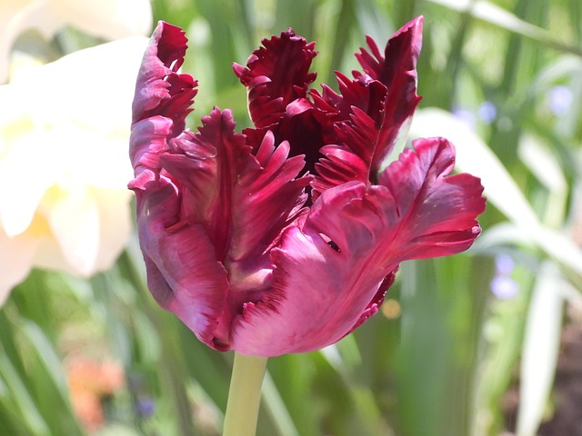 Fleur Tulipe Mauve - Photo gratuite sur Pixabay - Pixabay