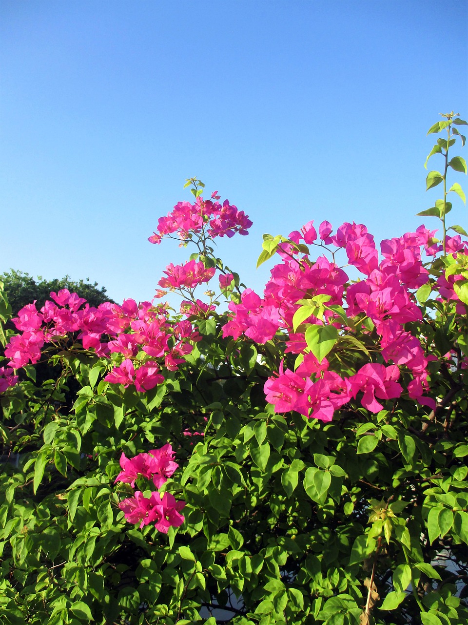 Fleurs Feuilles Buisson - Photo gratuite sur Pixabay - Pixabay