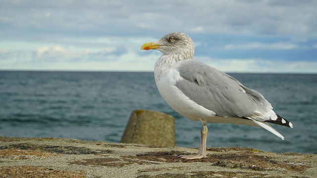 Camar Laut Burung - Foto gratis di Pixabay