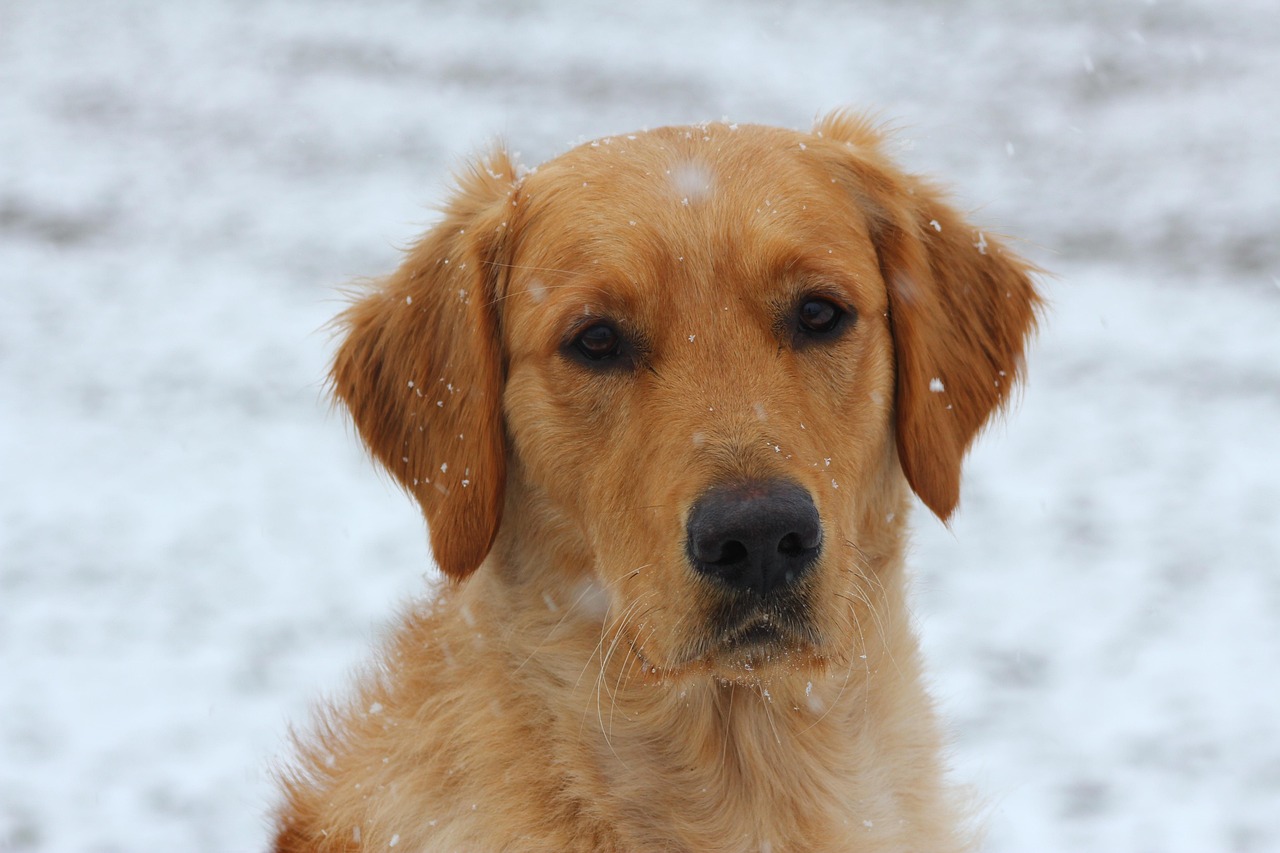 Cachorro Retriever Dourado Neve - Foto gratuita no Pixabay - Pixabay