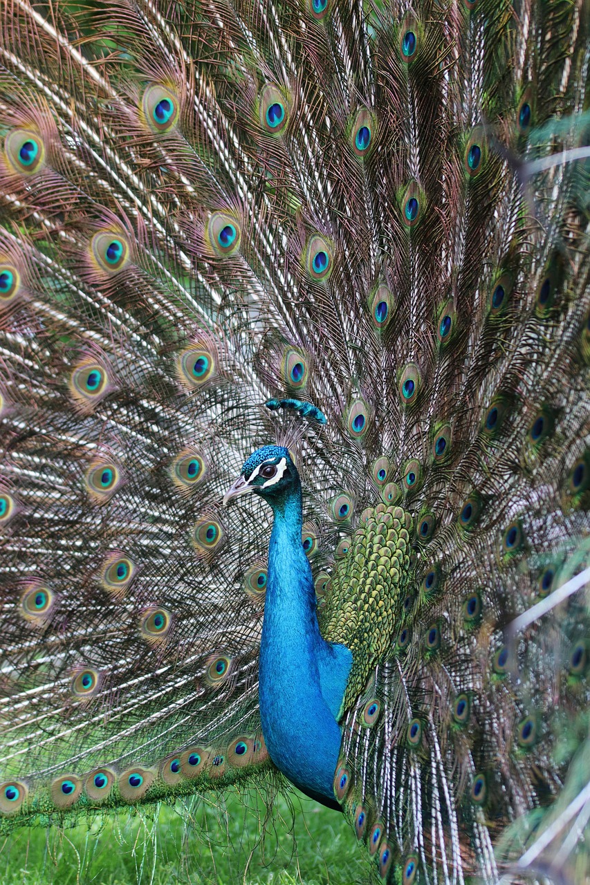 Nature Paon Animal - Photo gratuite sur Pixabay - Pixabay
