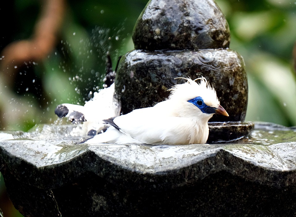 Bali Myna Bathing - Free photo on Pixabay - Pixabay