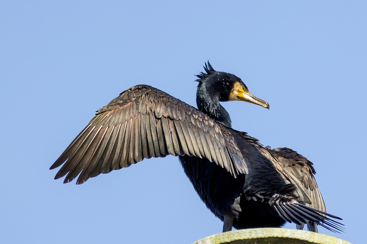 Cormorants Fauna Nature - Free photo on Pixabay - Pixabay