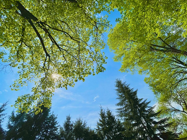 Des Arbres Ciel Soleil - Photo gratuite sur Pixabay - Pixabay