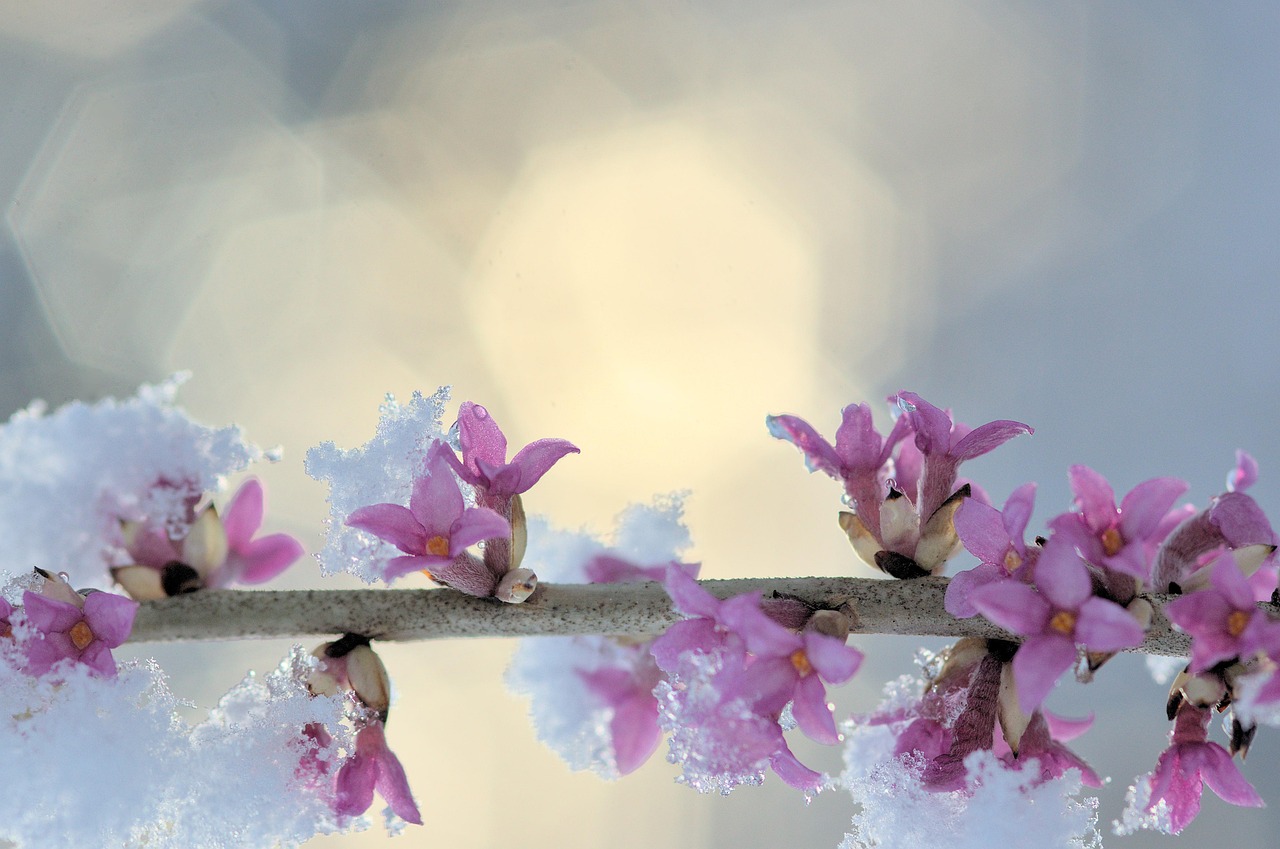 Daphne Mezereum Frühling Blume - Kostenloses Foto auf Pixabay - Pixabay