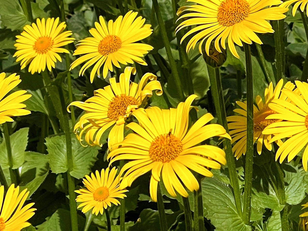 Kutukan Macan Tutul Doronicum - Foto gratis di Pixabay - Pixabay