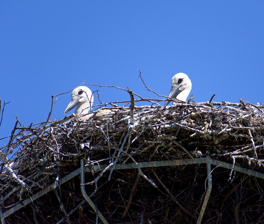 Stork Storks Bird - Free photo on Pixabay - Pixabay