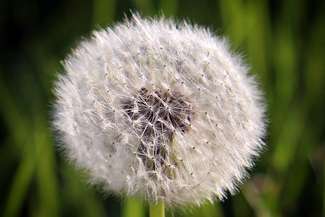 Dandelion Flower Wildflower - Free photo on Pixabay - Pixabay
