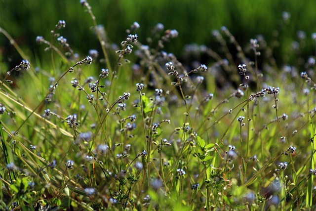 Blumen Wildblumen Wiese - Kostenloses Foto auf Pixabay