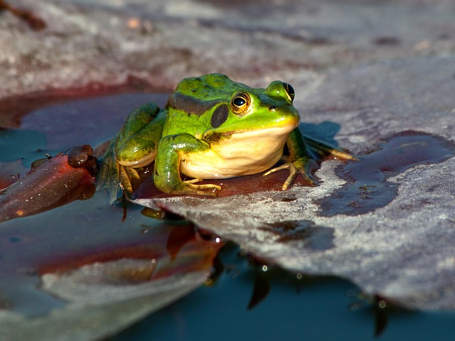 Rana De Árbol Verde - Foto gratis en Pixabay - Pixabay