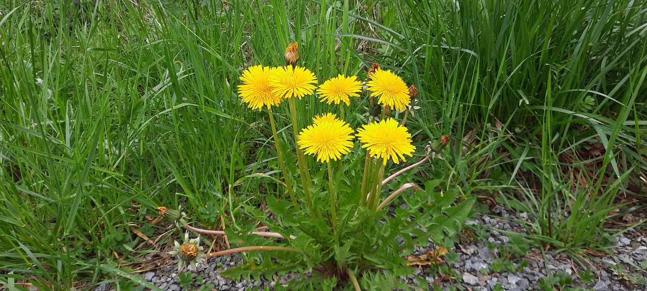 Dandelion Spring Nature - Free photo on Pixabay - Pixabay