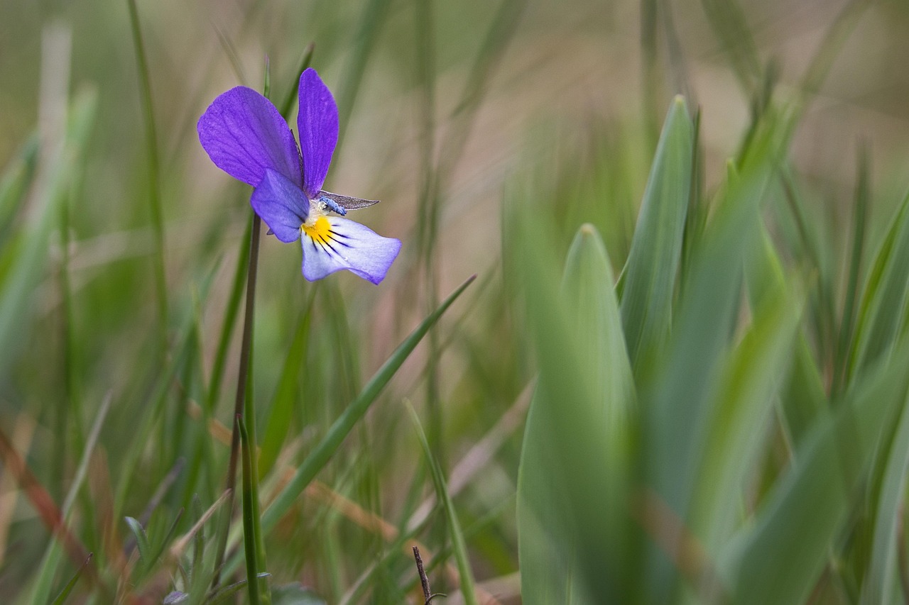 Fleur Pensée Sauvage La - Photo gratuite sur Pixabay - Pixabay