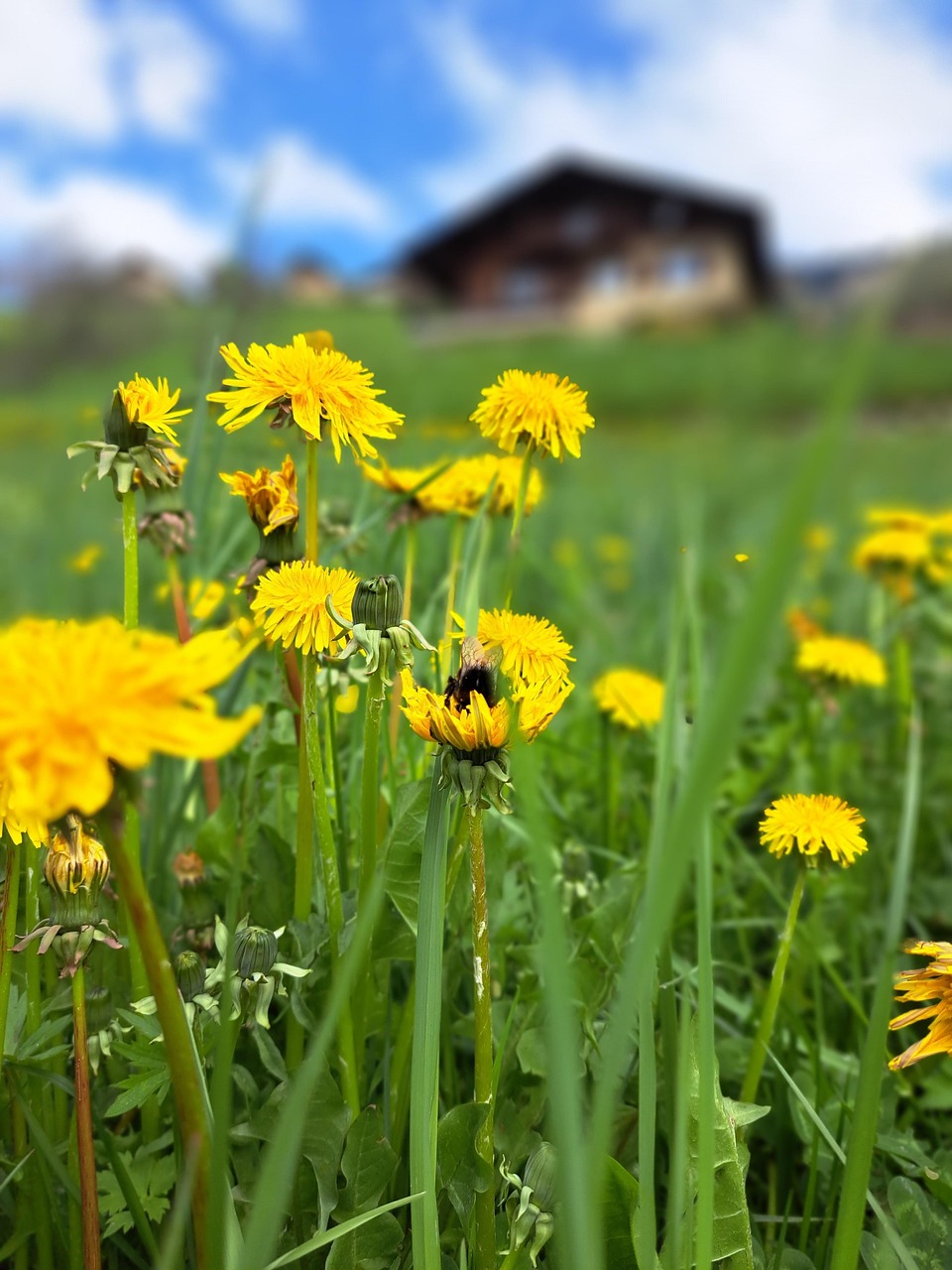 Vackra Blommor Liggande Natur - Gratis foto på Pixabay - Pixabay
