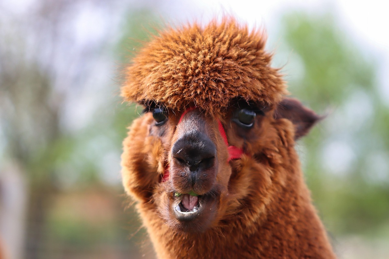 Alpaca Animal Wildlife - Free photo on Pixabay