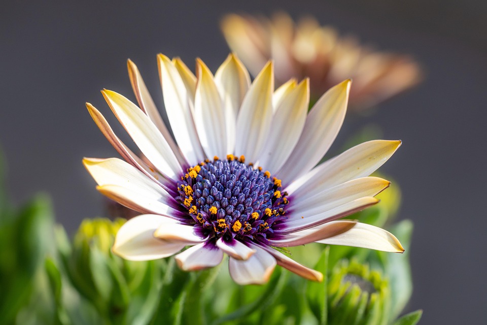 Flowers Gerbera Bloom - Free photo on Pixabay