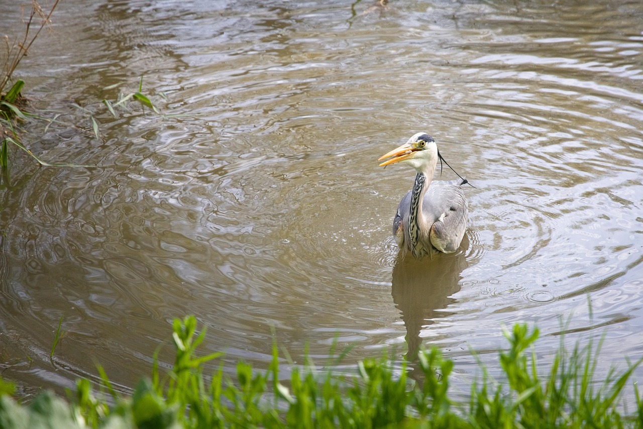 Héron Poisson Fleuve Danube - Photo gratuite sur Pixabay - Pixabay