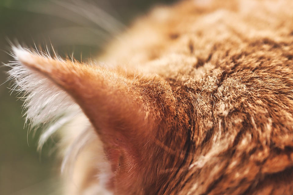 Cat Domestic Animal Pet Close - Free photo on Pixabay - Pixabay