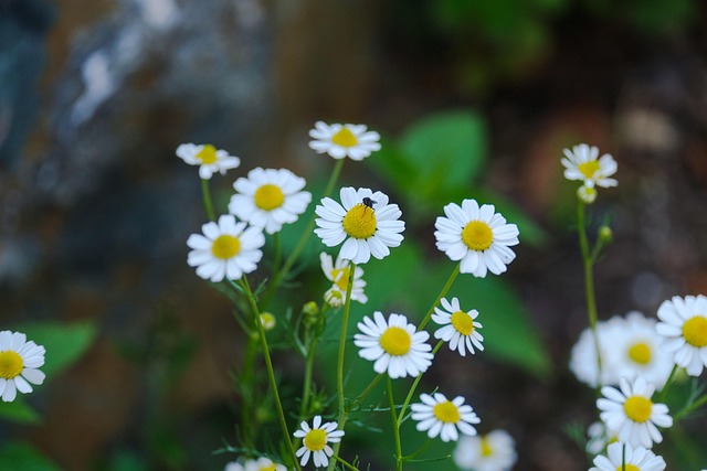 Crizantema Floare Flori Mici Muscă - Fotografie gratuită pe Pixabay